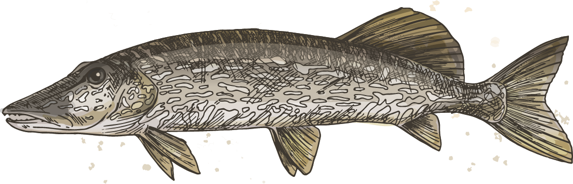 Pike - Northern Pike Clipart - Large Size Png Image - PikPng