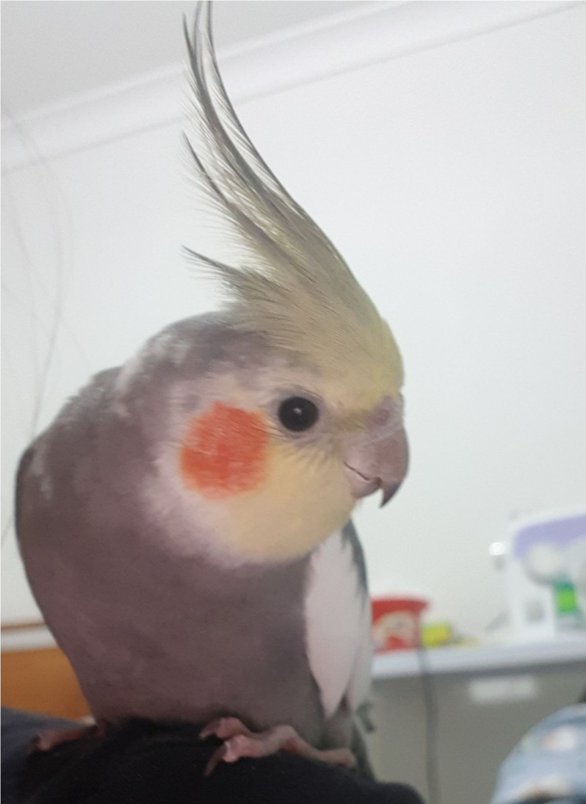 Coco Is Missing - Cockatiel Clipart - Large Size Png Image - PikPng