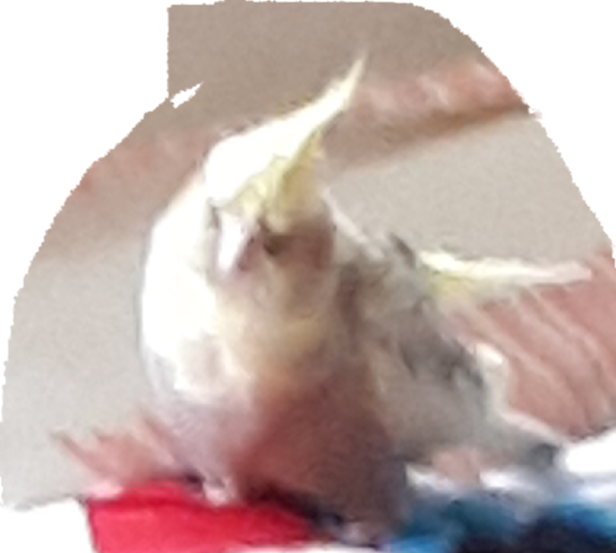 Lost Cockatiel At Teck Whye - Meat Clipart - Large Size Png Image - PikPng