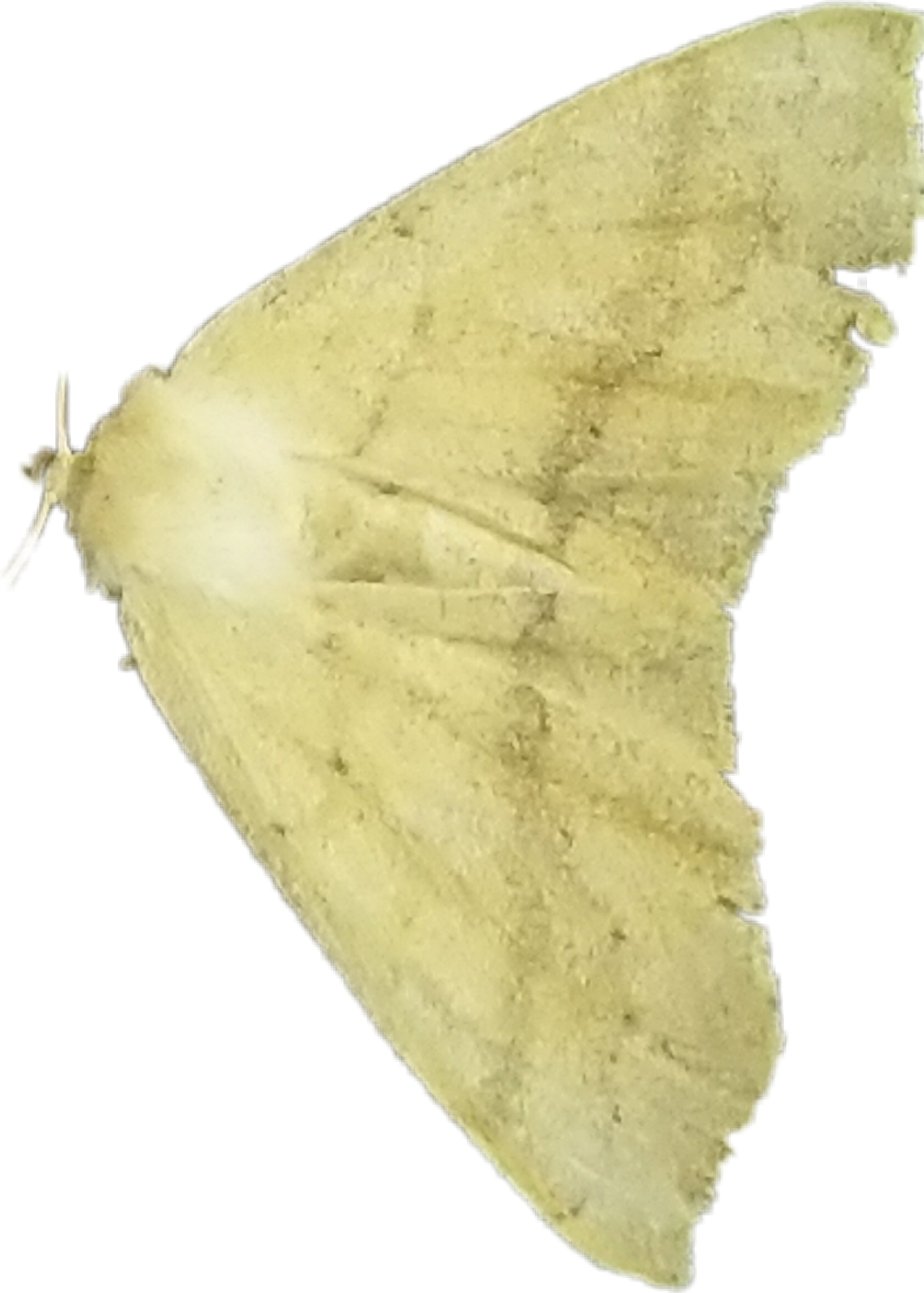 Mothwings Sticker - Moth Clipart - Large Size Png Image - PikPng