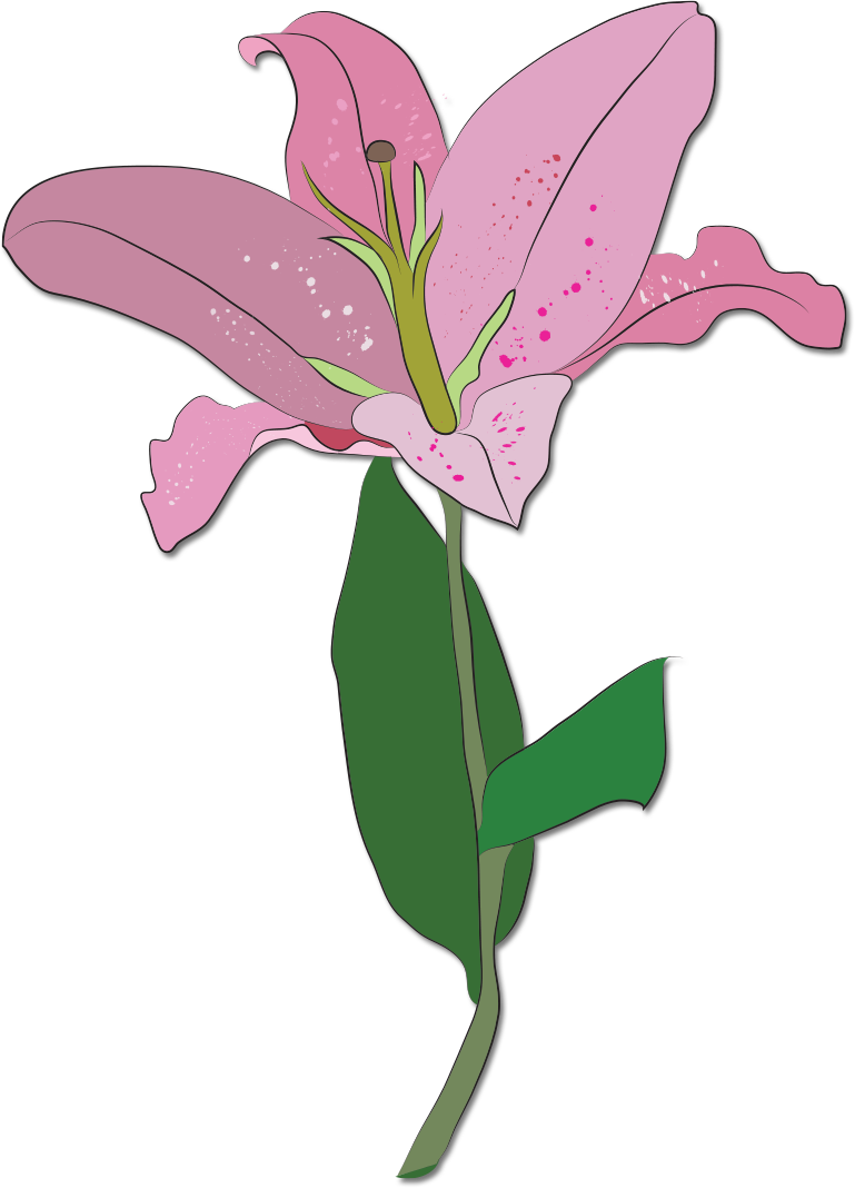 Lily Clipart - Large Size Png Image - PikPng