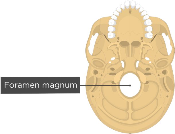 Download A Inferior View Of The Skull With A Label Of The Foramen ...
