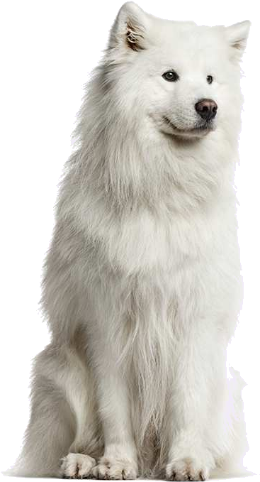 Samoyed - Samoyed Sitting Clipart - Large Size Png Image - PikPng