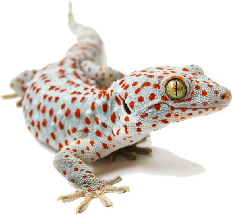 Placeholder - Tokay Gecko Clipart - Large Size Png Image - PikPng