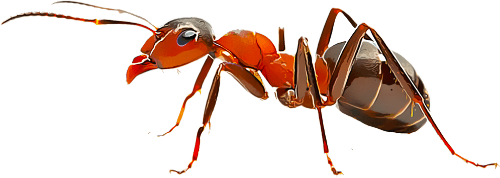 Fire-ant - Fire Ant Clipart - Large Size Png Image - PikPng