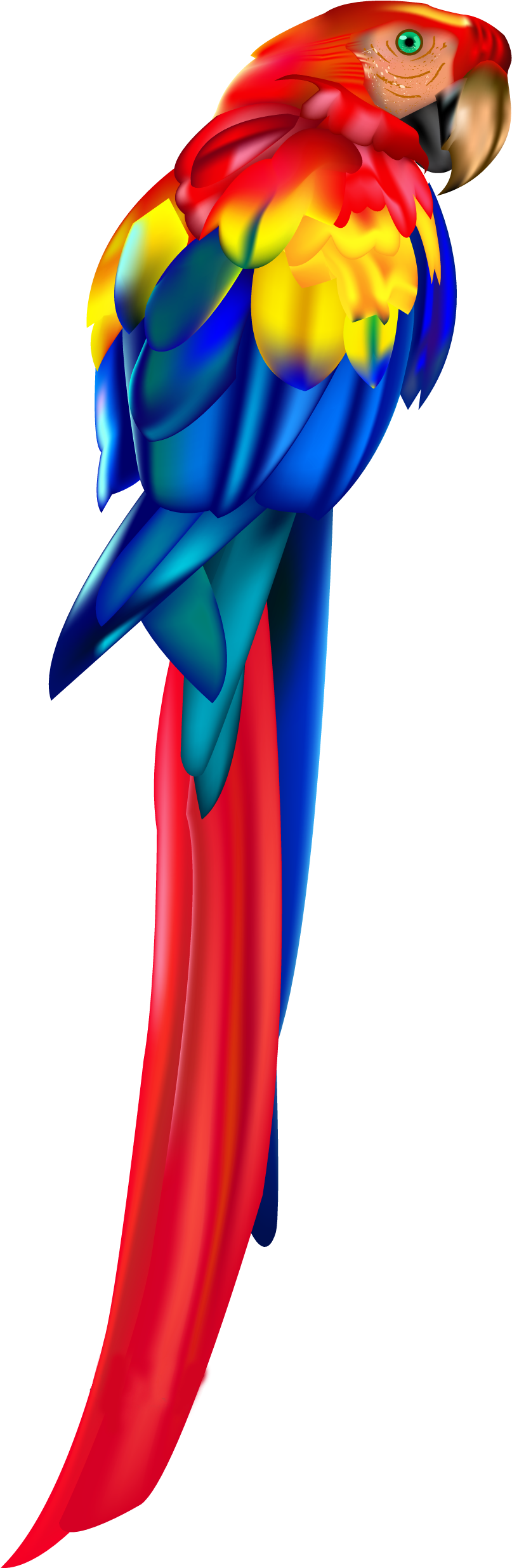 Red Parrot Png Clipart - Parrot Transparent Png - Large Size Png Image ...