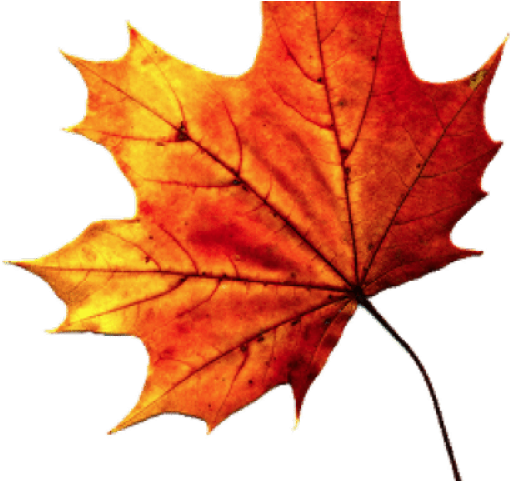 Maple Leaf Transparent Background Clipart - Large Size Png Image - PikPng