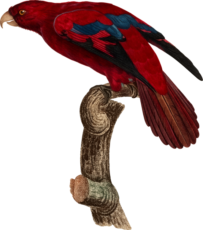 Parrot Beak Macaw Bird Feather - Red Lory Clipart - Large Size Png ...
