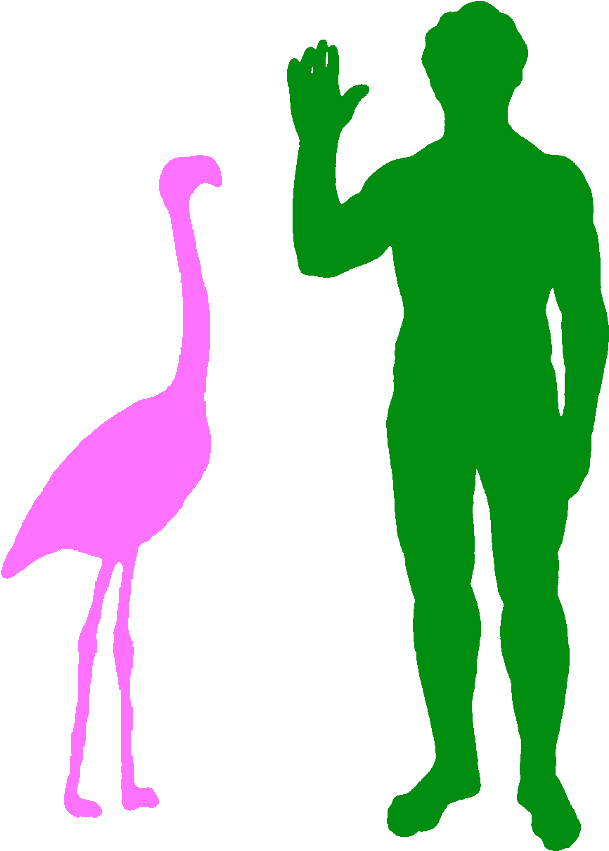A Typical Greater Flamingo And A Human - Size Of A Flamingo Clipart ...