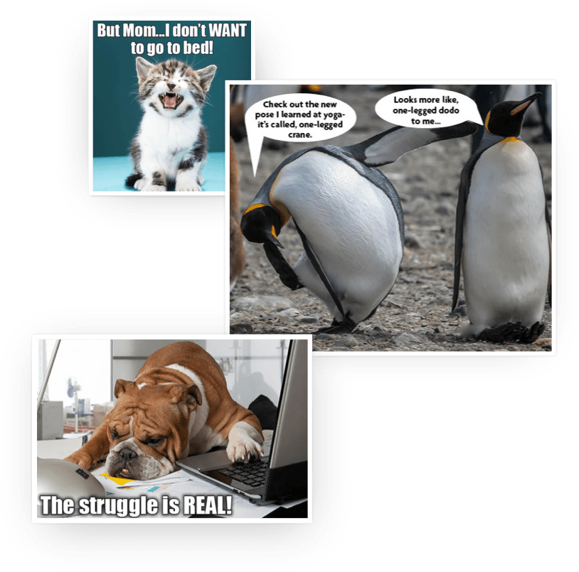 Insider Meme Contest Aaa Northeast - Flexible Penguin Clipart - Large ...