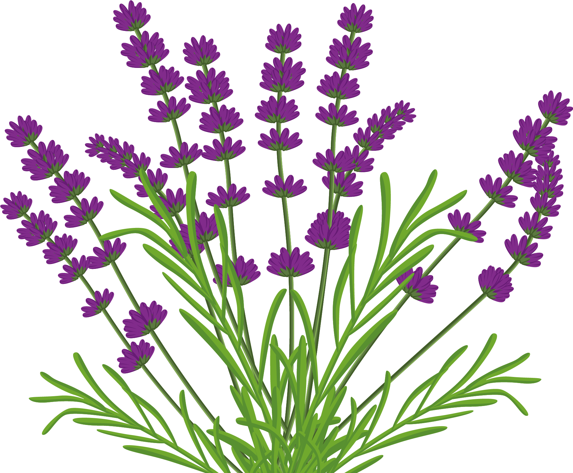 1871 X 1784 13 - Transparent Lavender Vector Clipart - Large Size Png ...