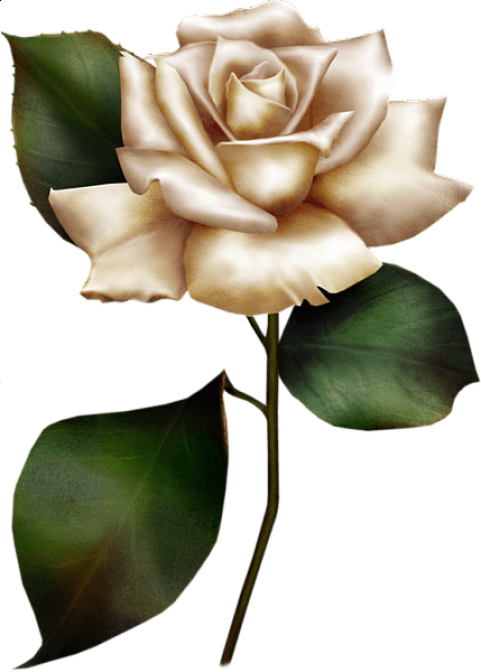 Download Painted White Rose Png Images Background - Cream Rose Drawing ...