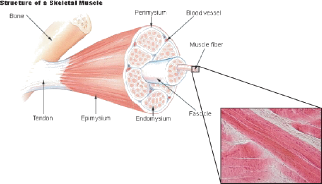 Labeling Of Skeletal Muscle Clipart - Large Size Png Image - PikPng