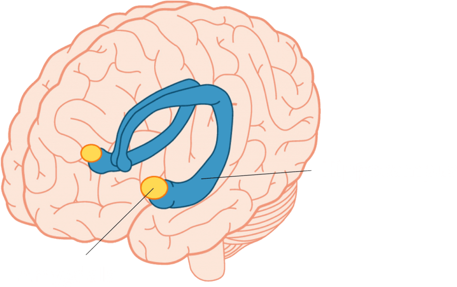 Download Our Focus Will Be To Discuss What Roles The Hippocampus ...