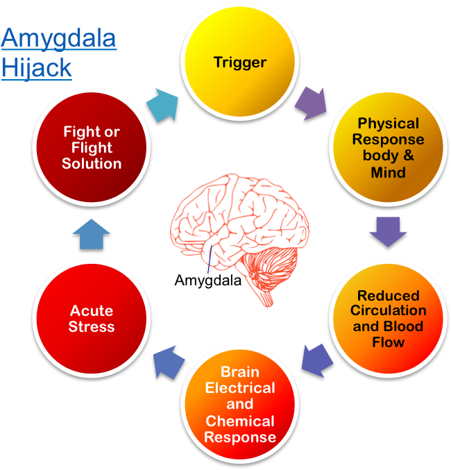 Brain Called The Amygdala, And If Your Brain Thinks - 6 S In Management ...
