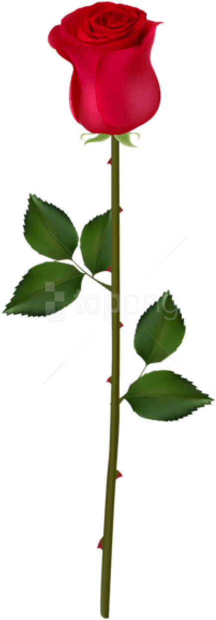 Free Png Red Rose Bud Png Images Transparent - Portable Network ...
