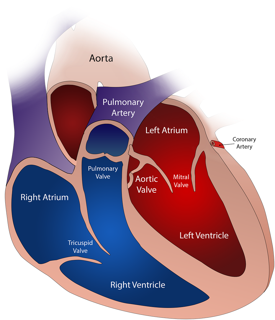 The Human Heart Has Four Valves - Prolasso Della Valvola Mitrale ...