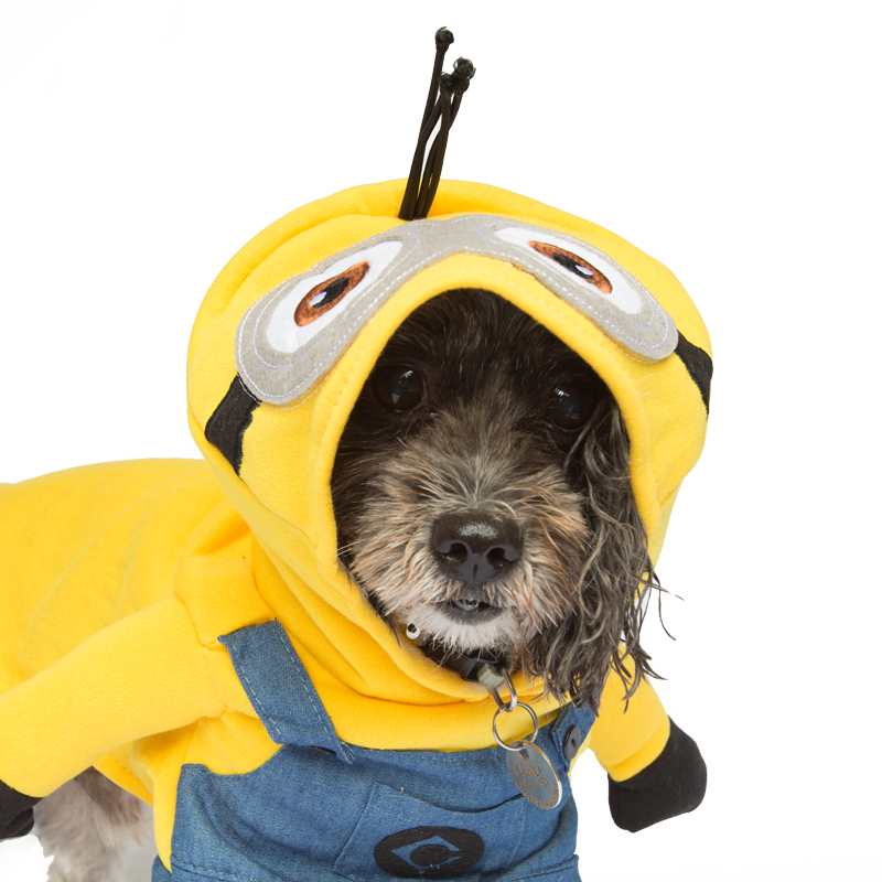 Minions Dog Costume, Wiener Dogs Take The Bone For - Companion Dog ...