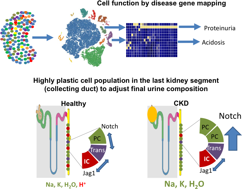 Welcome To The Susztaklab Mouse Kidney Single Cell - Kidney Single Cell ...