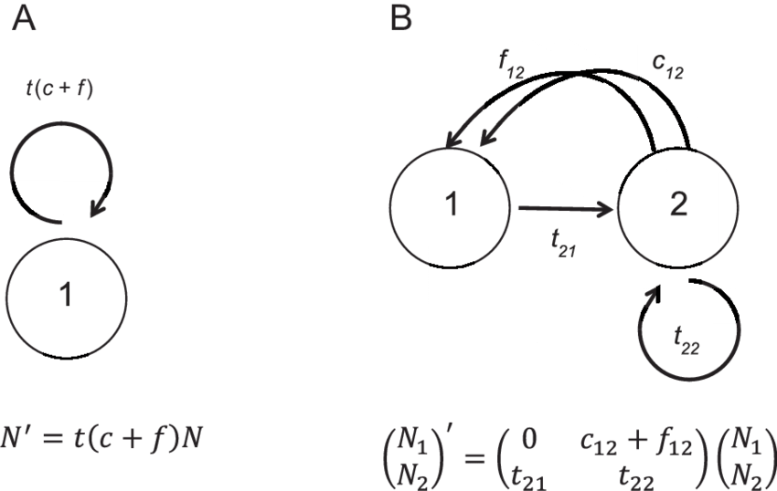 Life-cycle Graph And Population Size Recursions For - Graphic Design ...