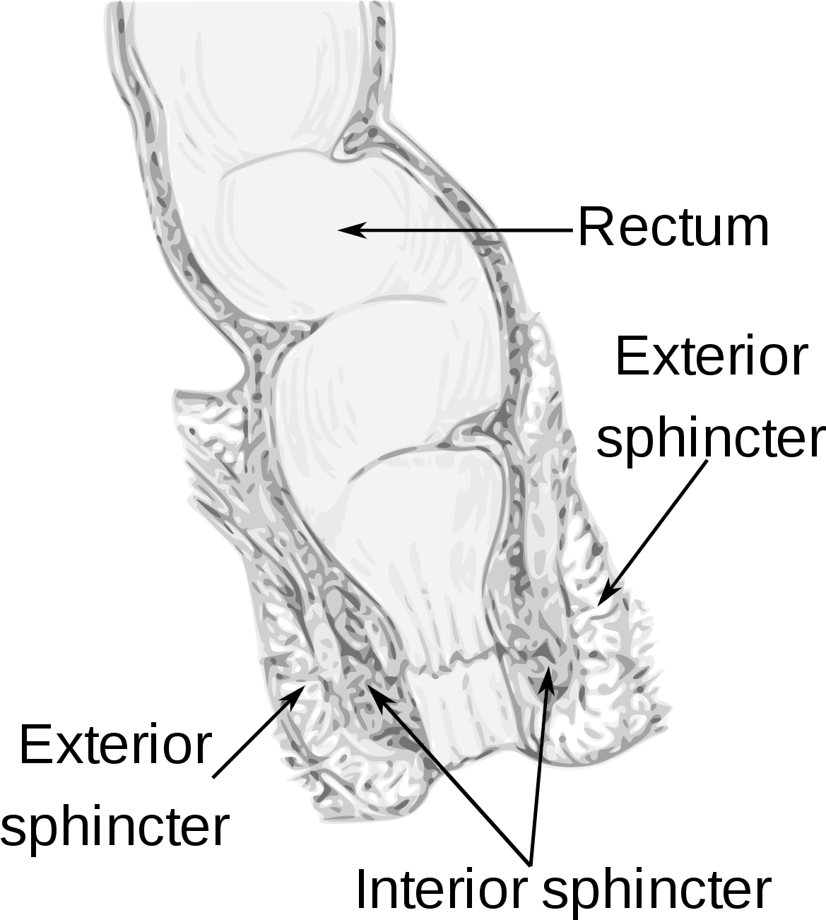 Internal Sphincter Clipart - Large Size Png Image - PikPng