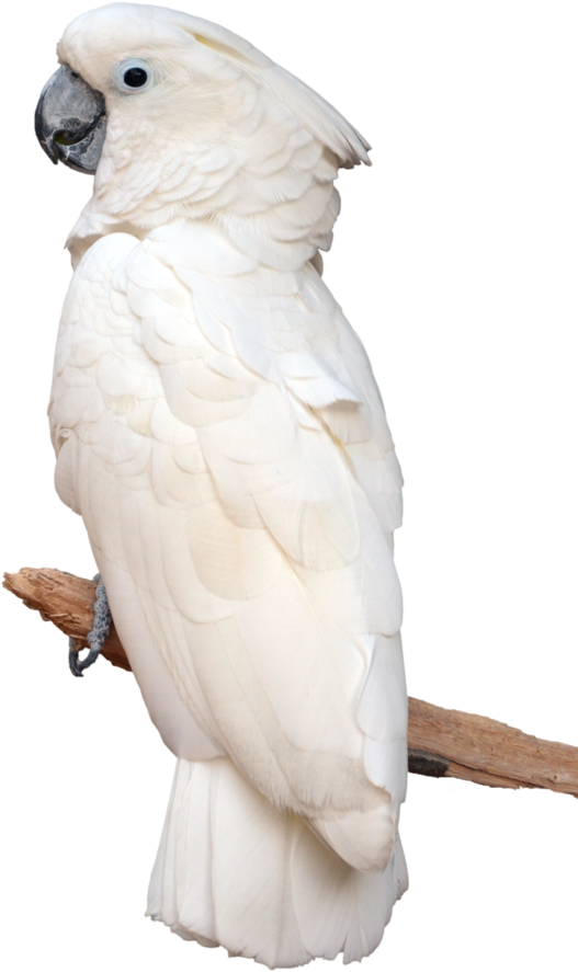 Download Parrot Png Transparent Images Transparent - White Parrot ...