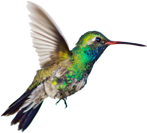 Graphic Humming Bird Clipart - Hummingbirds Png Transparent Png - Large ...