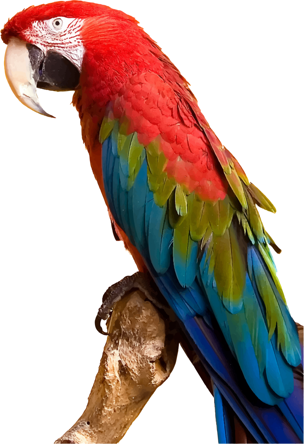 Download Parrot Png Transparent Images Transparent Clipart - Large Size ...