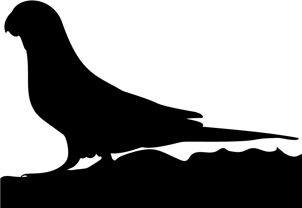 Parrots - Parrot Clipart - Large Size Png Image - PikPng