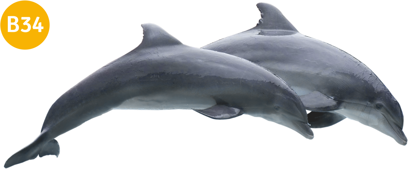 Photo Motives - Common Bottlenose Dolphin Clipart - Large Size Png ...