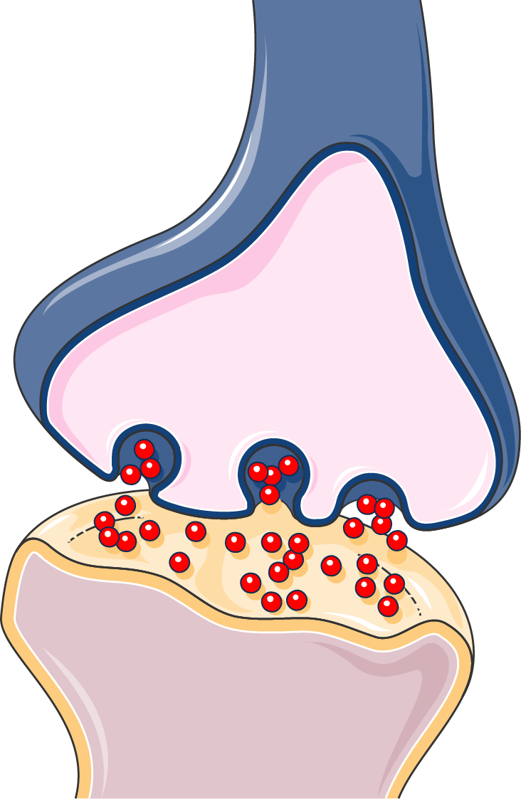 Download The Image - Synapse Transparent Clipart - Large Size Png Image ...