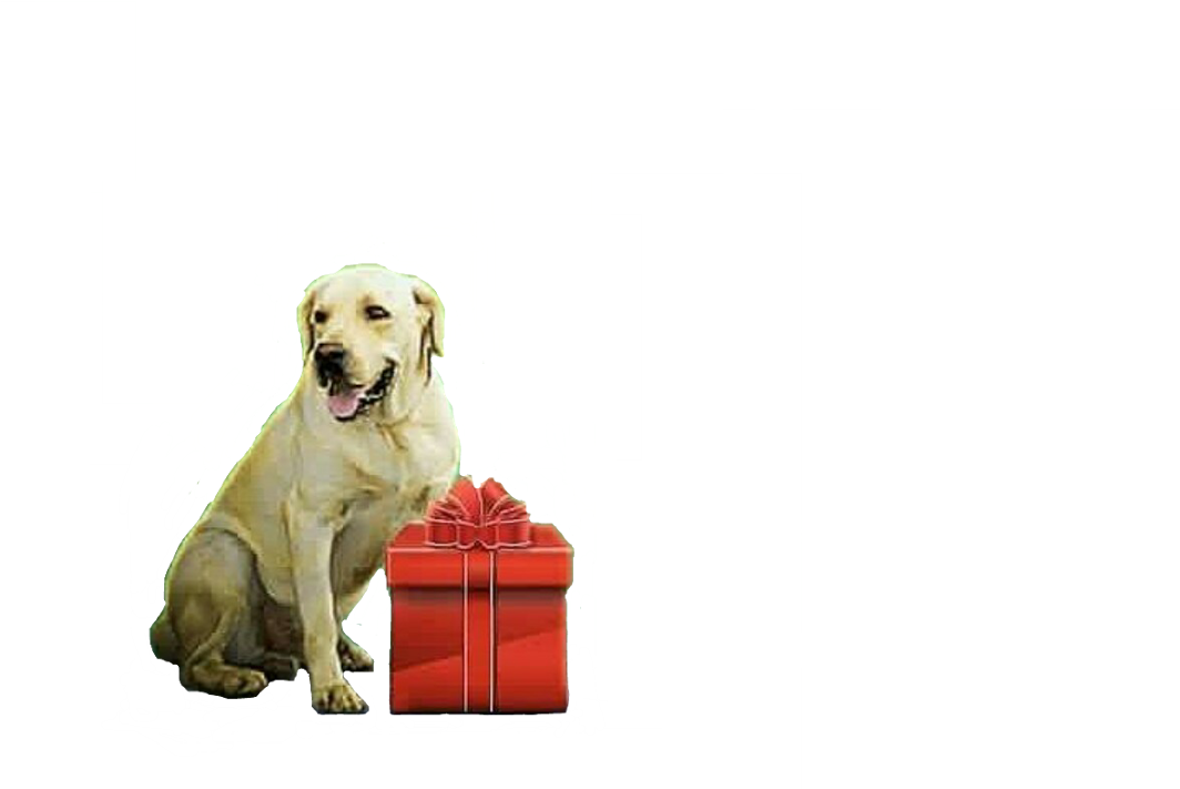 Dog And Gift Box Png - - Picsart Dog Editing Background Clipart - Large ...
