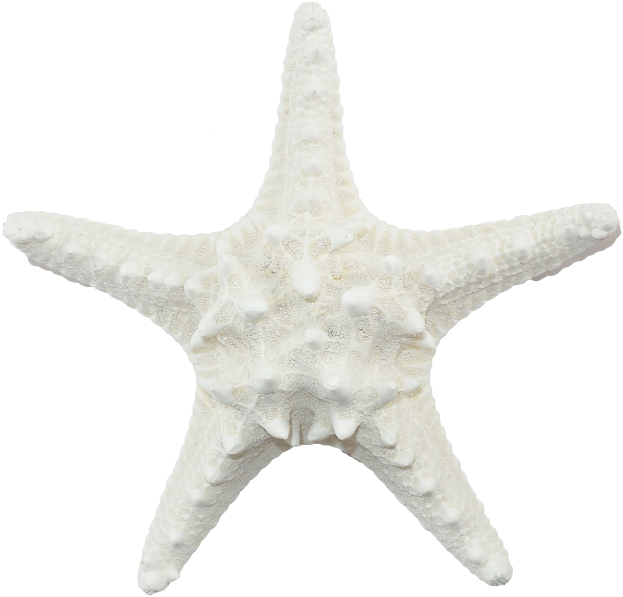 White Armoured Starfish - White Sea Star Png Clipart - Large Size Png ...