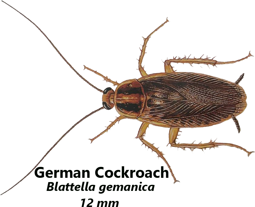 German Cockroaches Live In Warm And Damp Places, Like - Cockroach ...