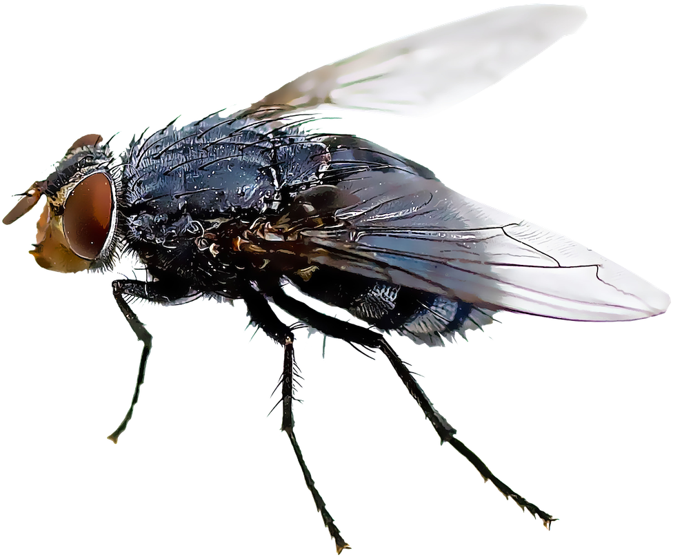 Black Flies , Png Download - Flies Clipart - Large Size Png Image - PikPng