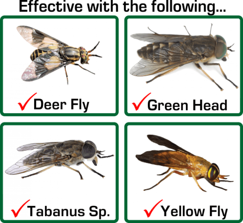 Free Png Download Horse Fly Vs Deer Fly Png Images - Net-winged Insects ...