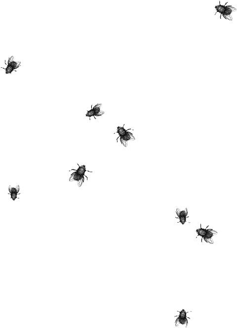 Download Largest Collection Of Free To Edit Fly Flies Insect - Flies ...