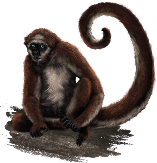 Mono Araña - - Great Ape Clipart - Large Size Png Image - PikPng