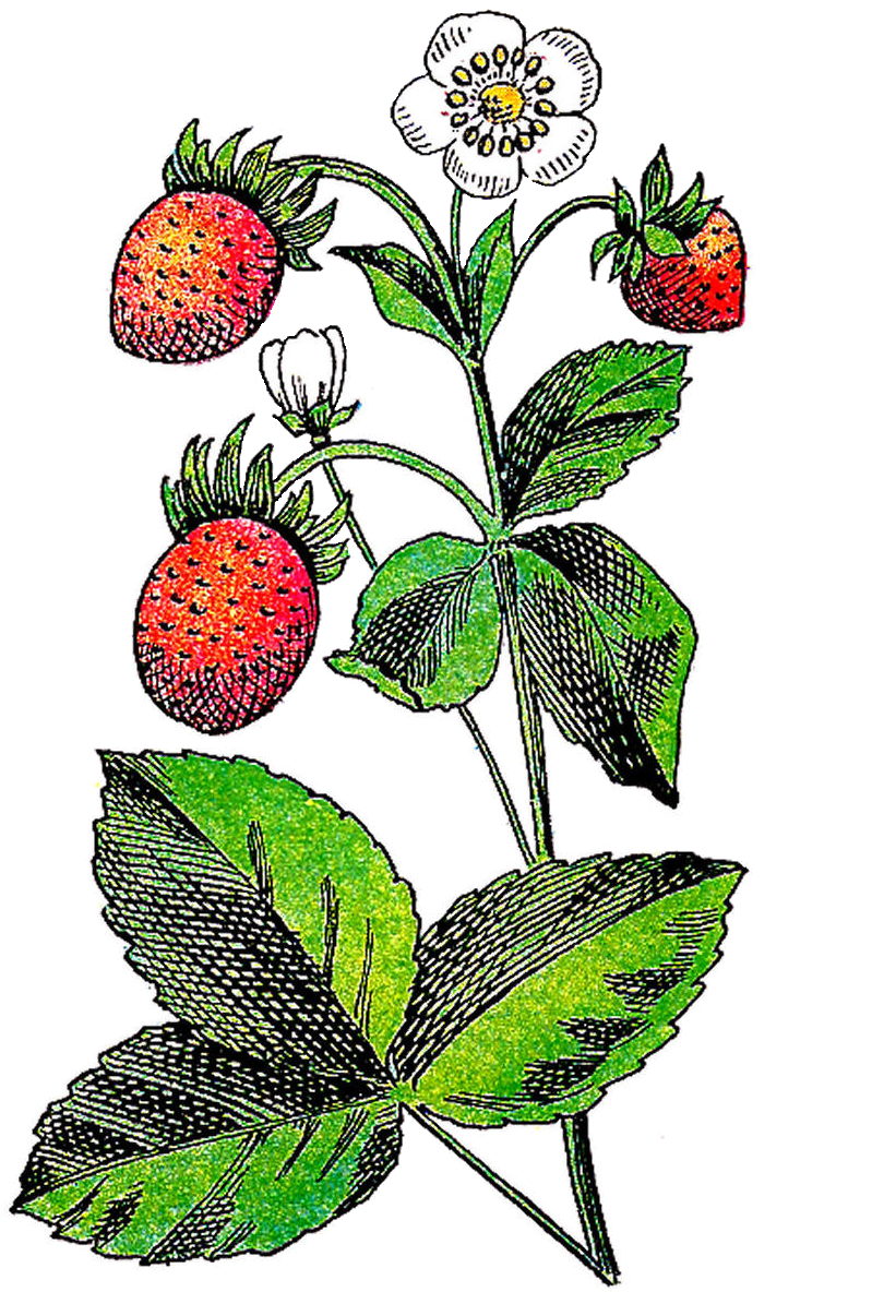 Fruits Flowers Clipart - Plant With Flower And Fruit Clipart - Png ...