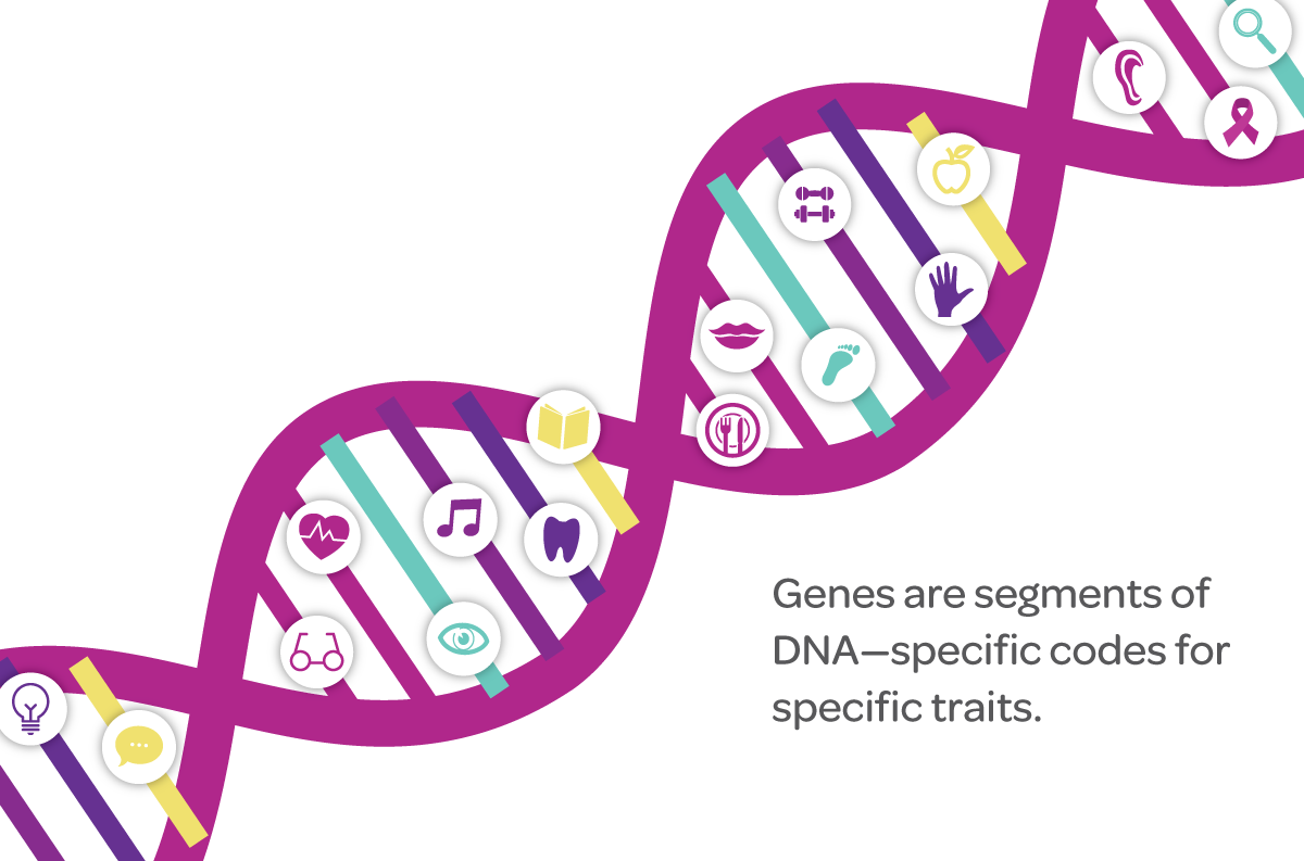Download Dna Structure Clipart Genetic Trait - Dna Chromosome Gene ...