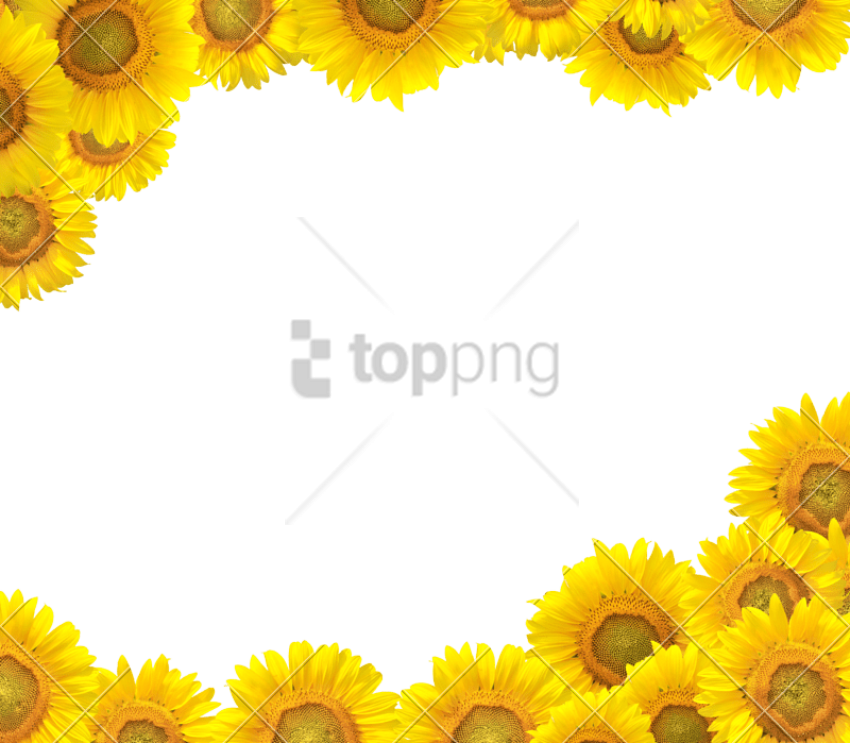 Download Free Png Sunflower Frame Png Png Image With Transparent ...