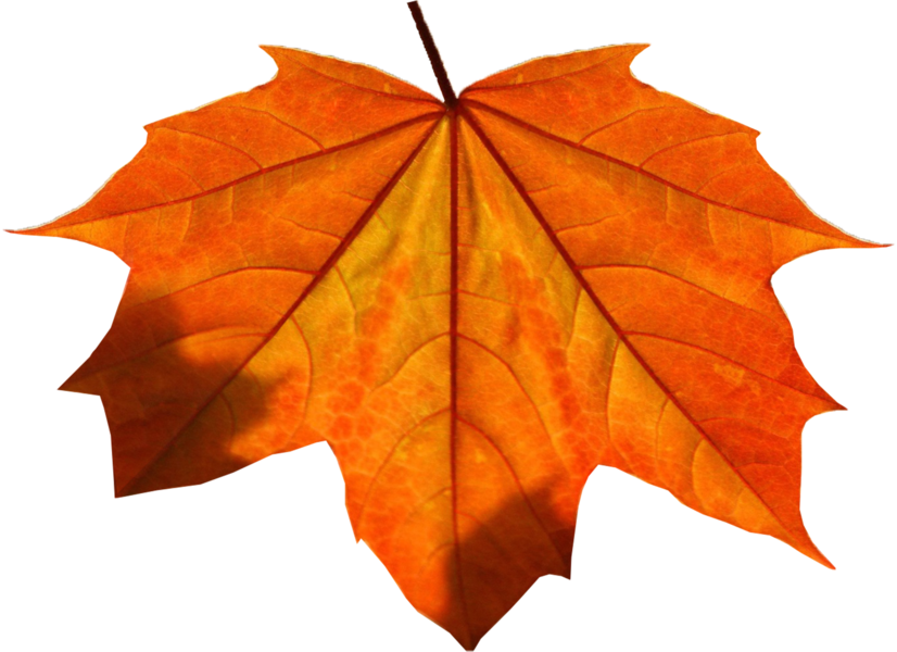 Orange Leaf Png Clipart - Large Size Png Image - PikPng
