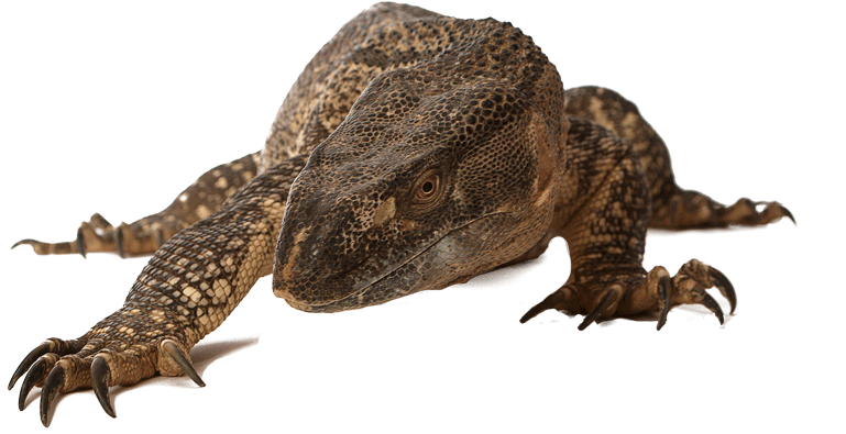Reptiles - Komodo Dragon Clipart - Large Size Png Image - PikPng