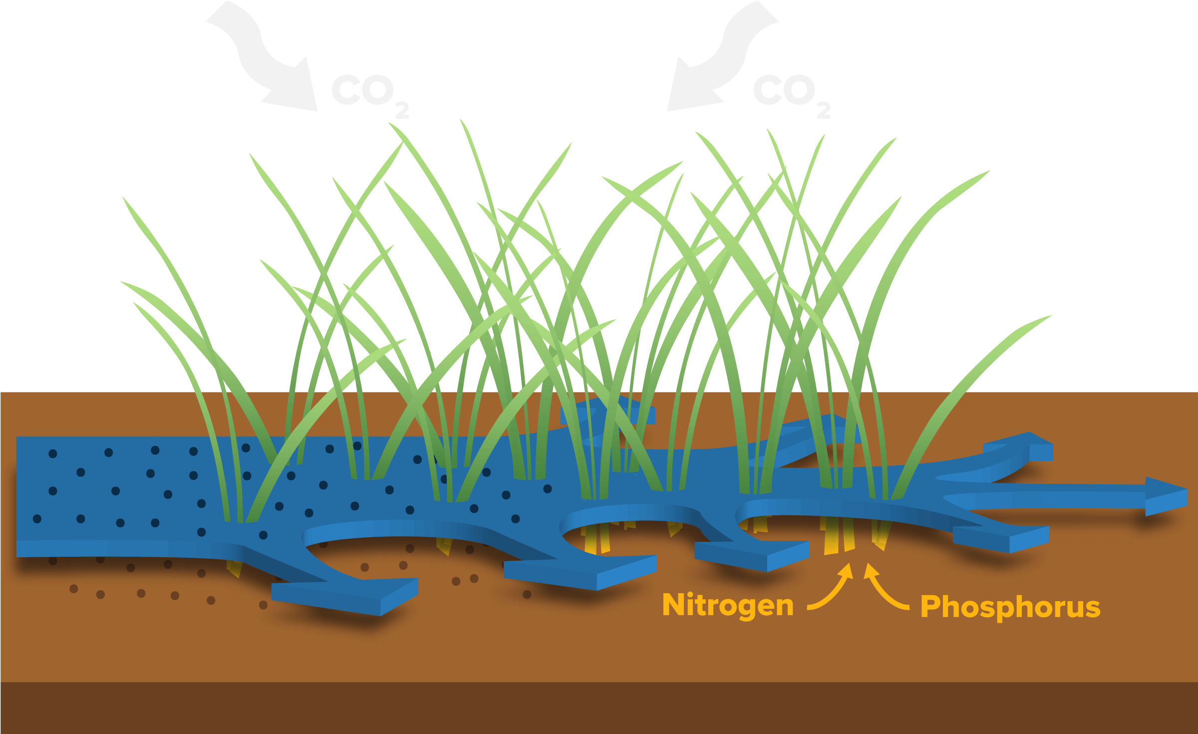 How Do Wetlands Filter Water - Grass Clipart - Large Size Png Image ...