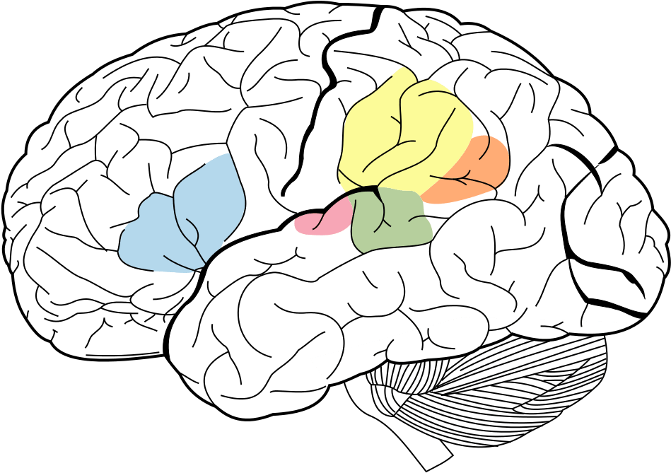 Lobes Of The Brain Clipart - Large Size Png Image - PikPng
