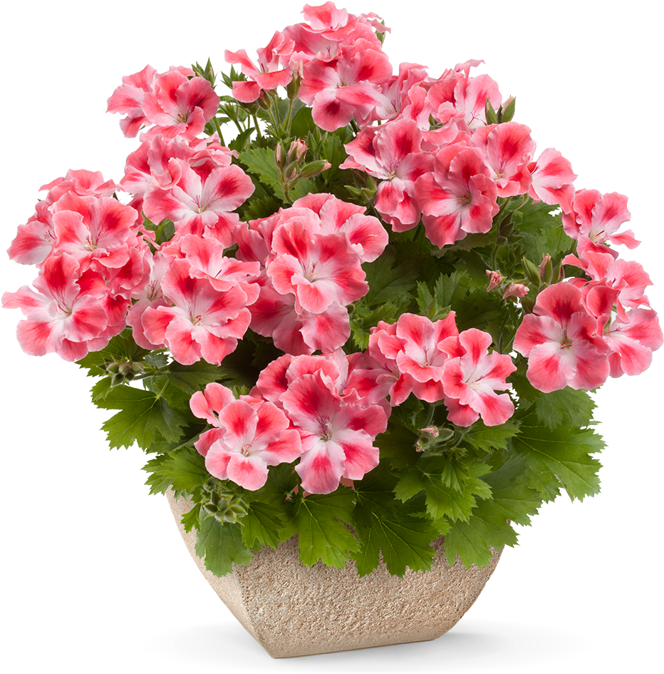 Pcandy Flowers® Peach Cloud * - Different Colors Of Geranium Clipart ...