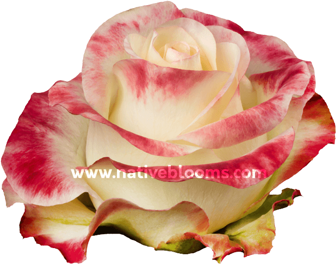 Aubade Roses - Floribunda Clipart - Large Size Png Image - PikPng