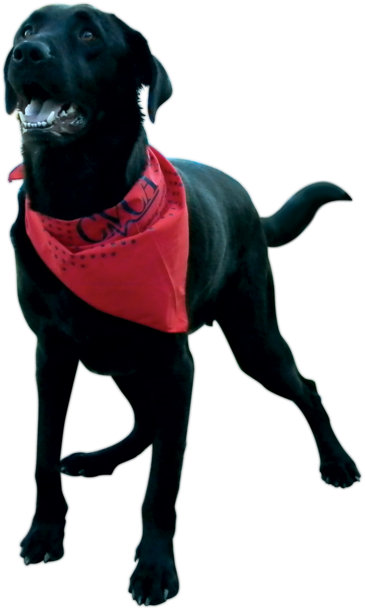 Bandana Pet Triangle - Dog Catches Something Clipart - Large Size Png ...