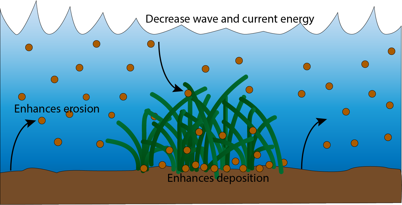 Seagrass Sediment - Illustration Clipart - Large Size Png Image - PikPng