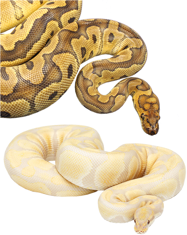 Monthly Special - Burmese Python Clipart - Large Size Png Image - PikPng